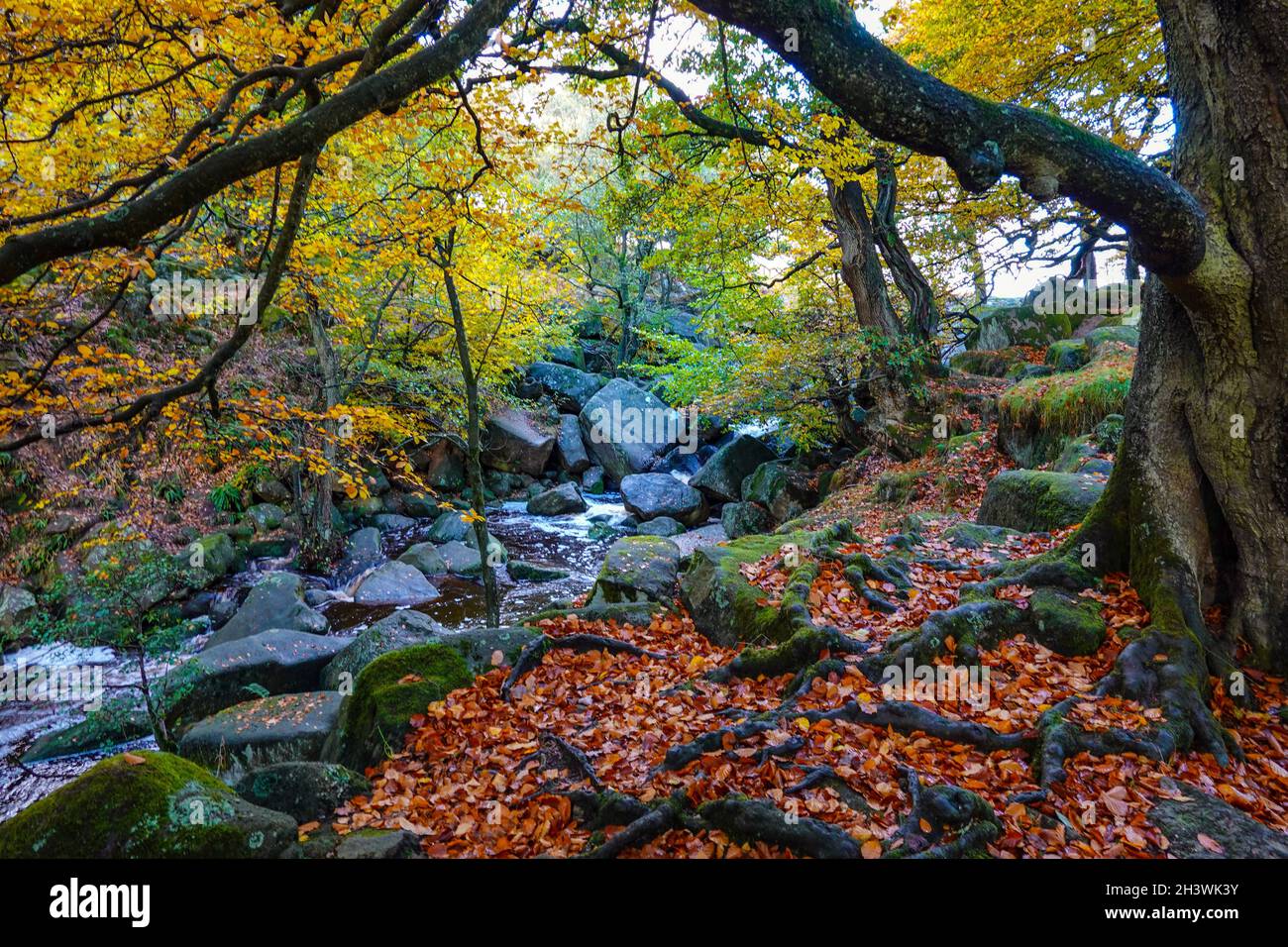 Colourful Autumn Woods In Padley Gorge Peak District National Park