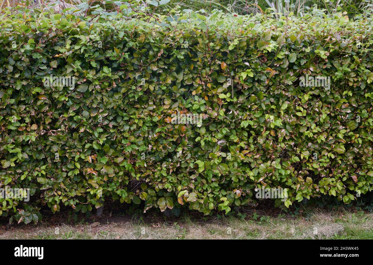 Beech hedge planting hi-res stock photography and images - Alamy