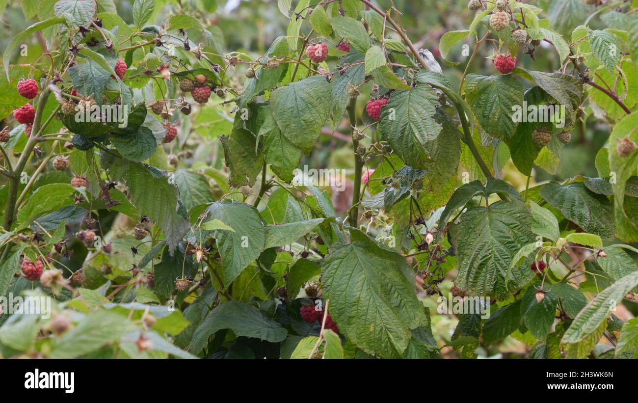 Autumn fruiting raspberry plants Stock Photo - Alamy
