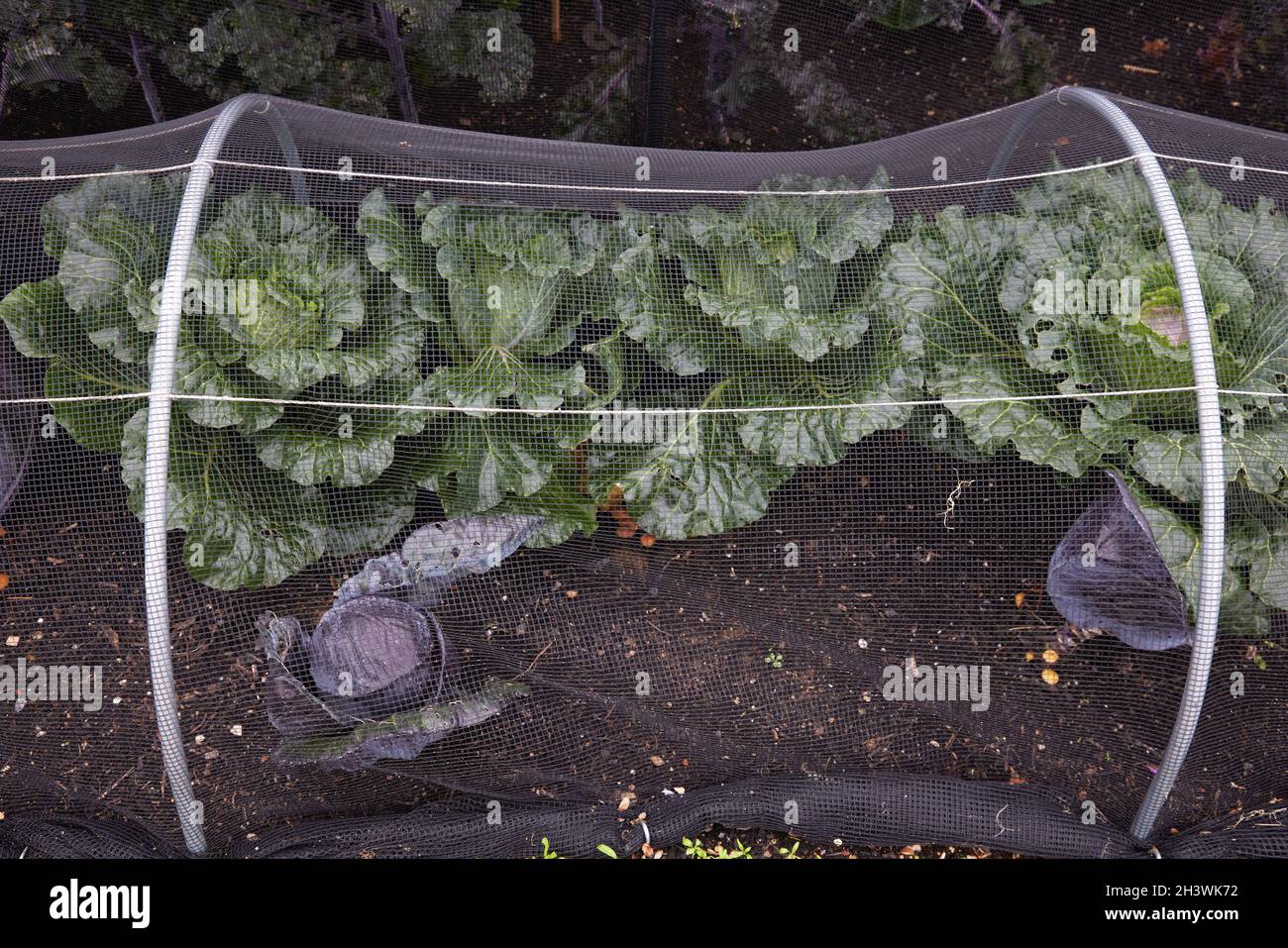 Protecting garden vegetables hi-res stock photography and images - Alamy
