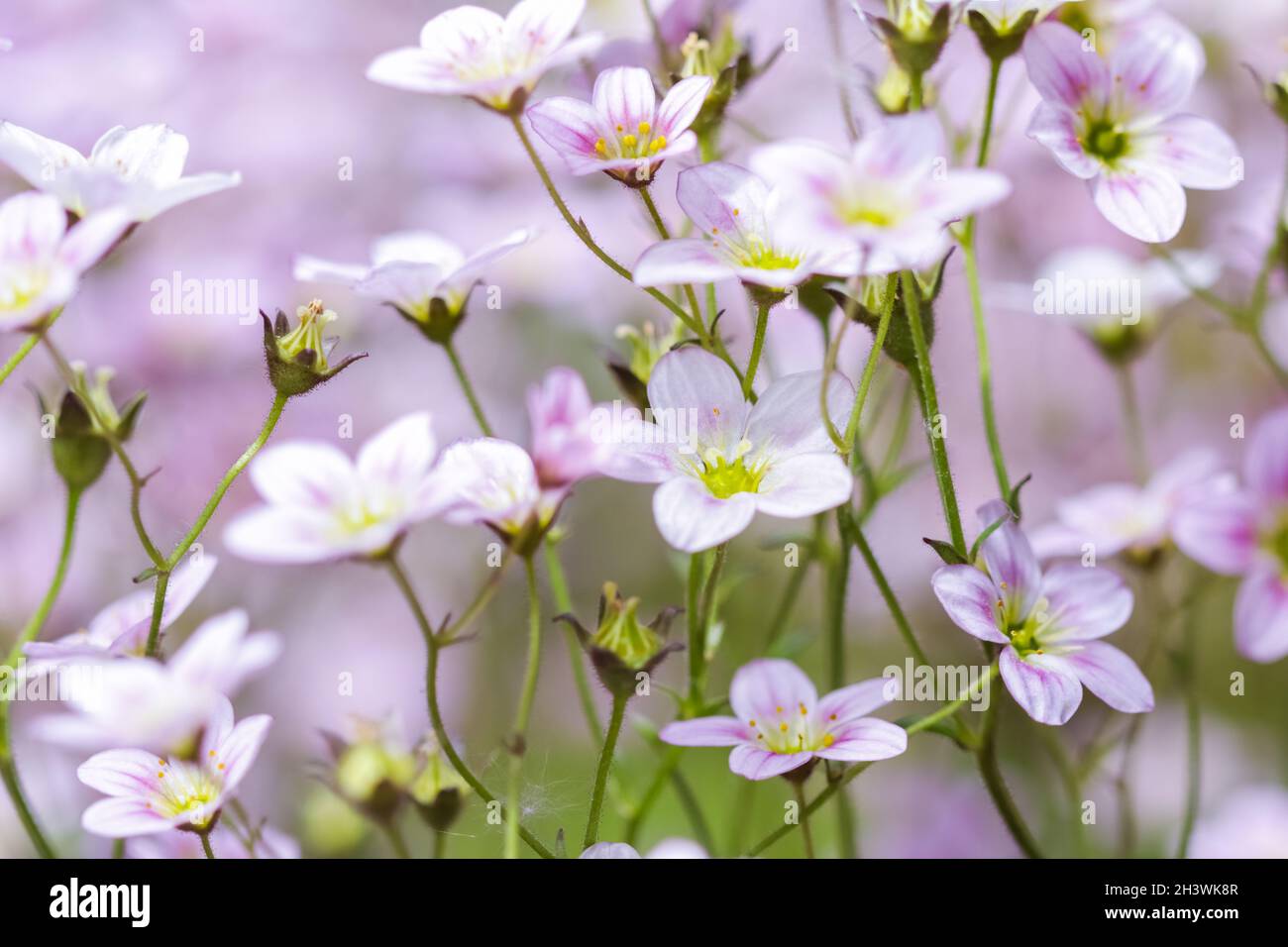 Moss with flowers hi-res stock photography and images - Alamy