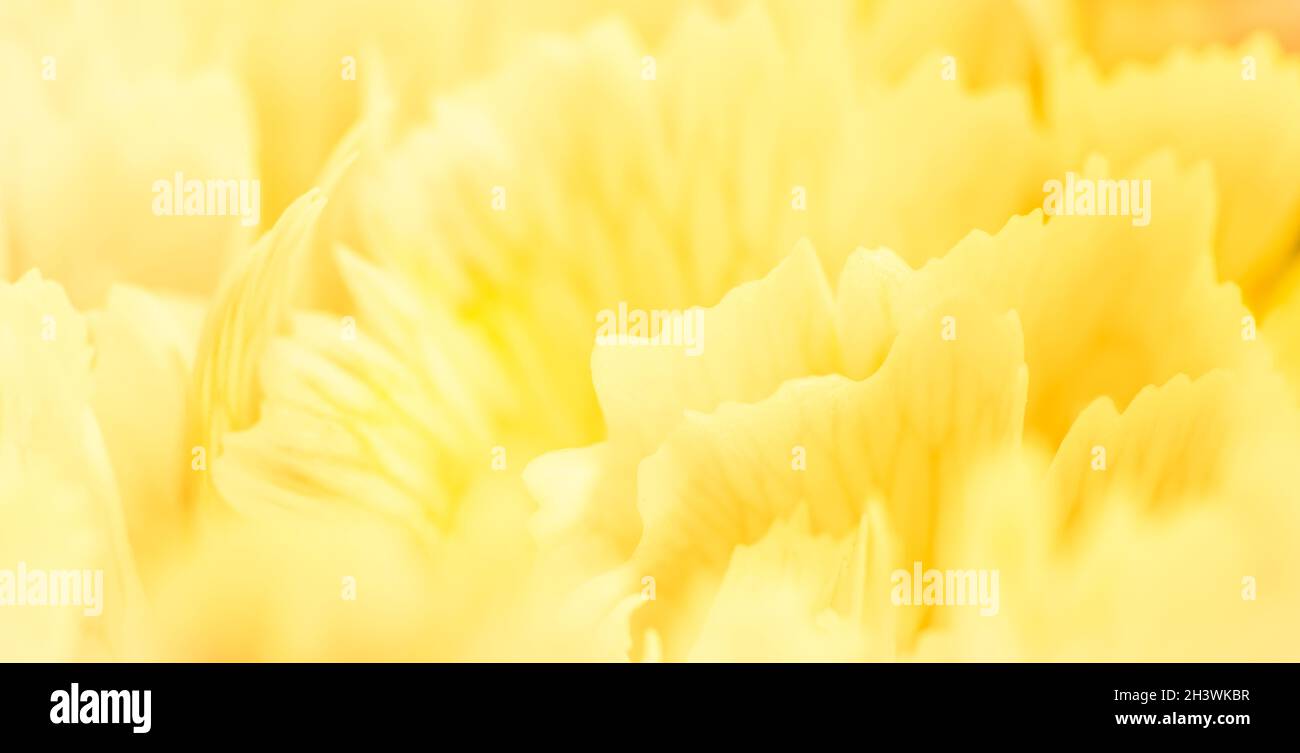 Abstract floral background, yellow carnation flower petals. Macro ...