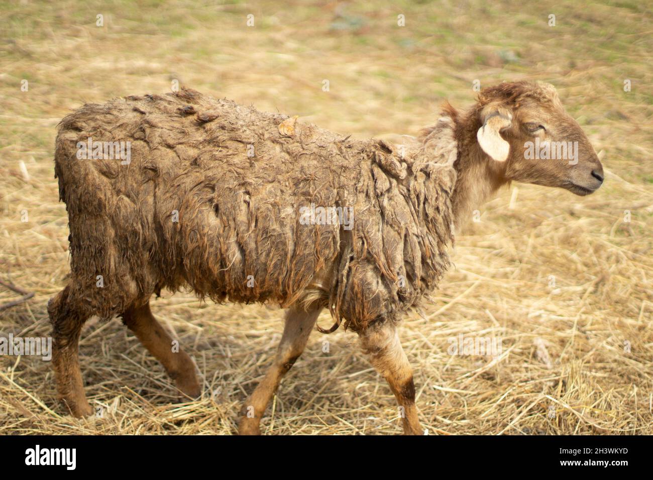 Sheep with wool. An animal on a farm. Sheep close-up. Farm outside the ...