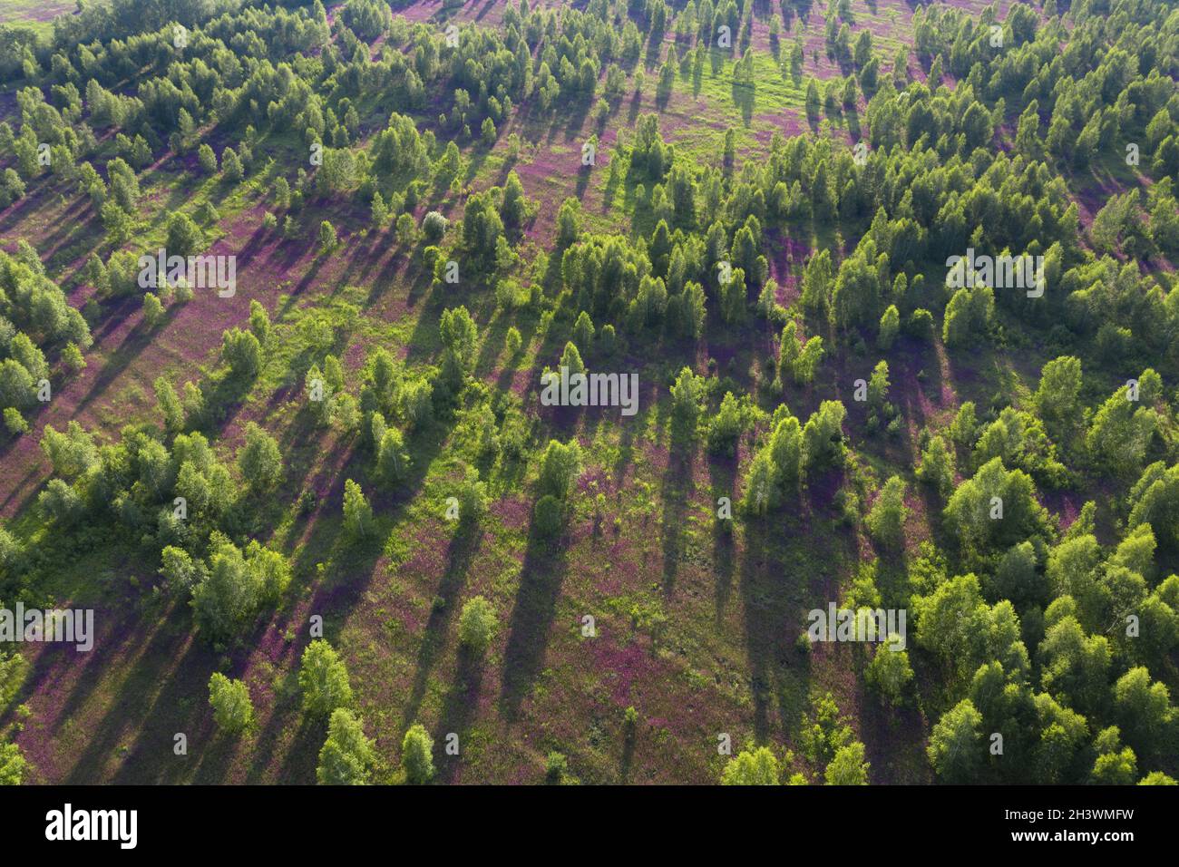 Aerial view of glades with pink wild flowers between trees Stock Photo ...