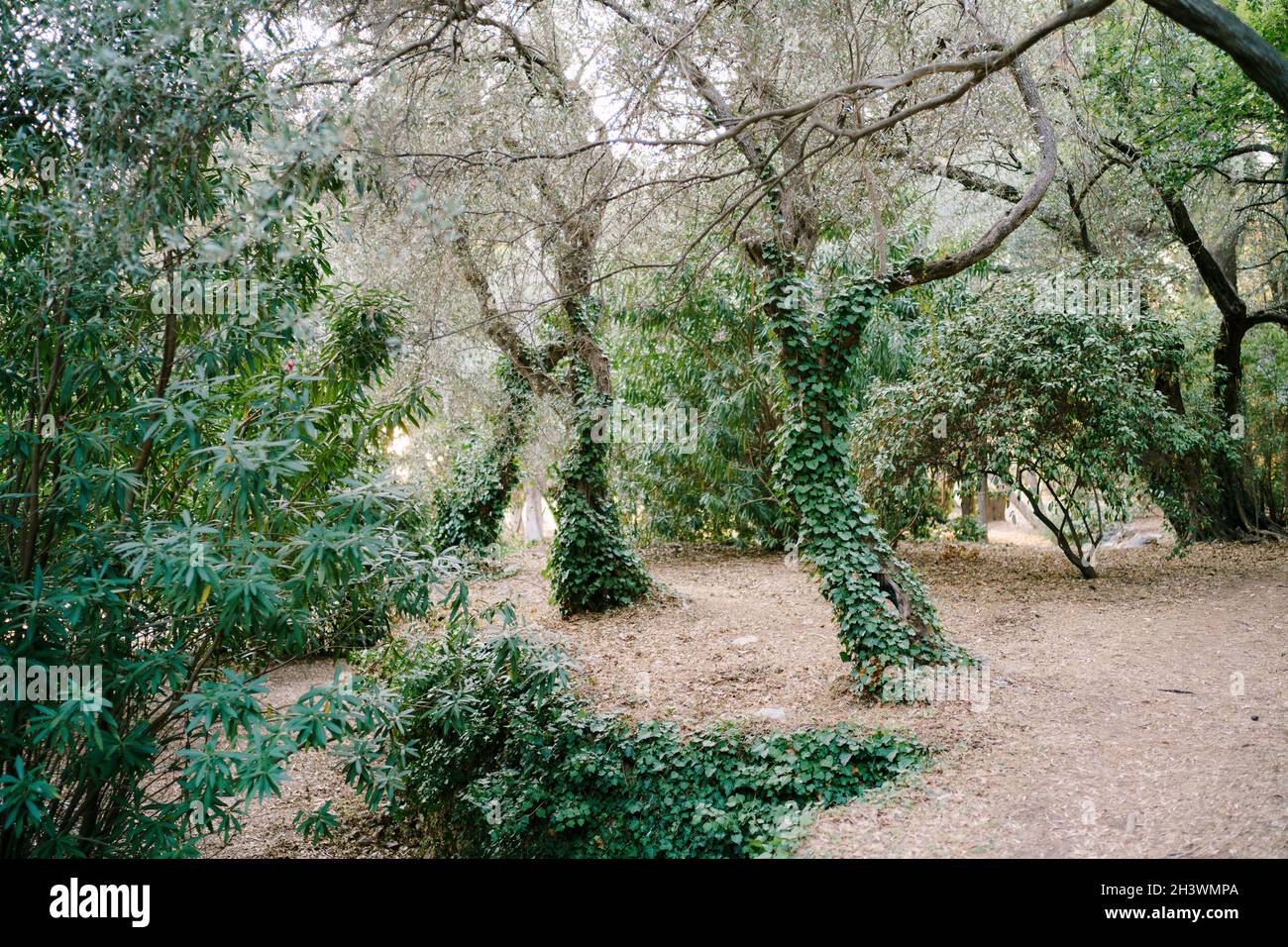 Entwined trees hi-res stock photography and images - Alamy