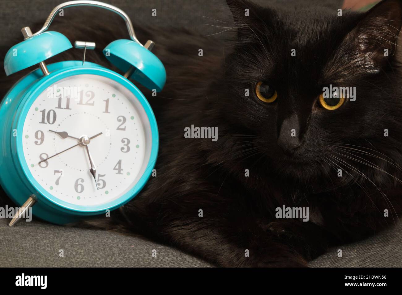 Cat with alarm clock hi-res stock photography and images - Alamy