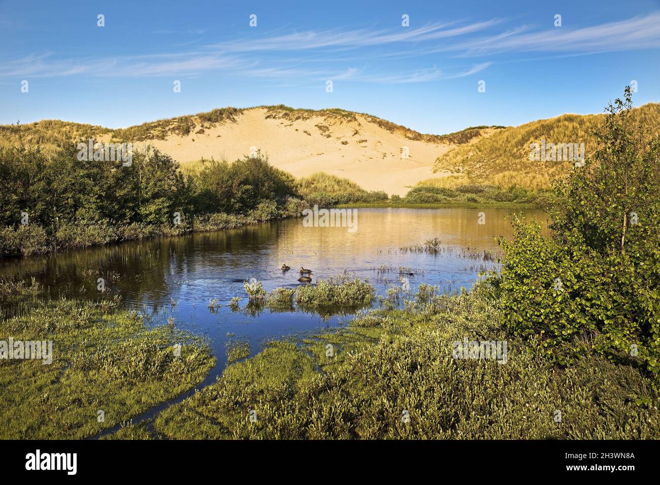Nehrungs lake with dune landscape, Amrum Island, North Frisia ...