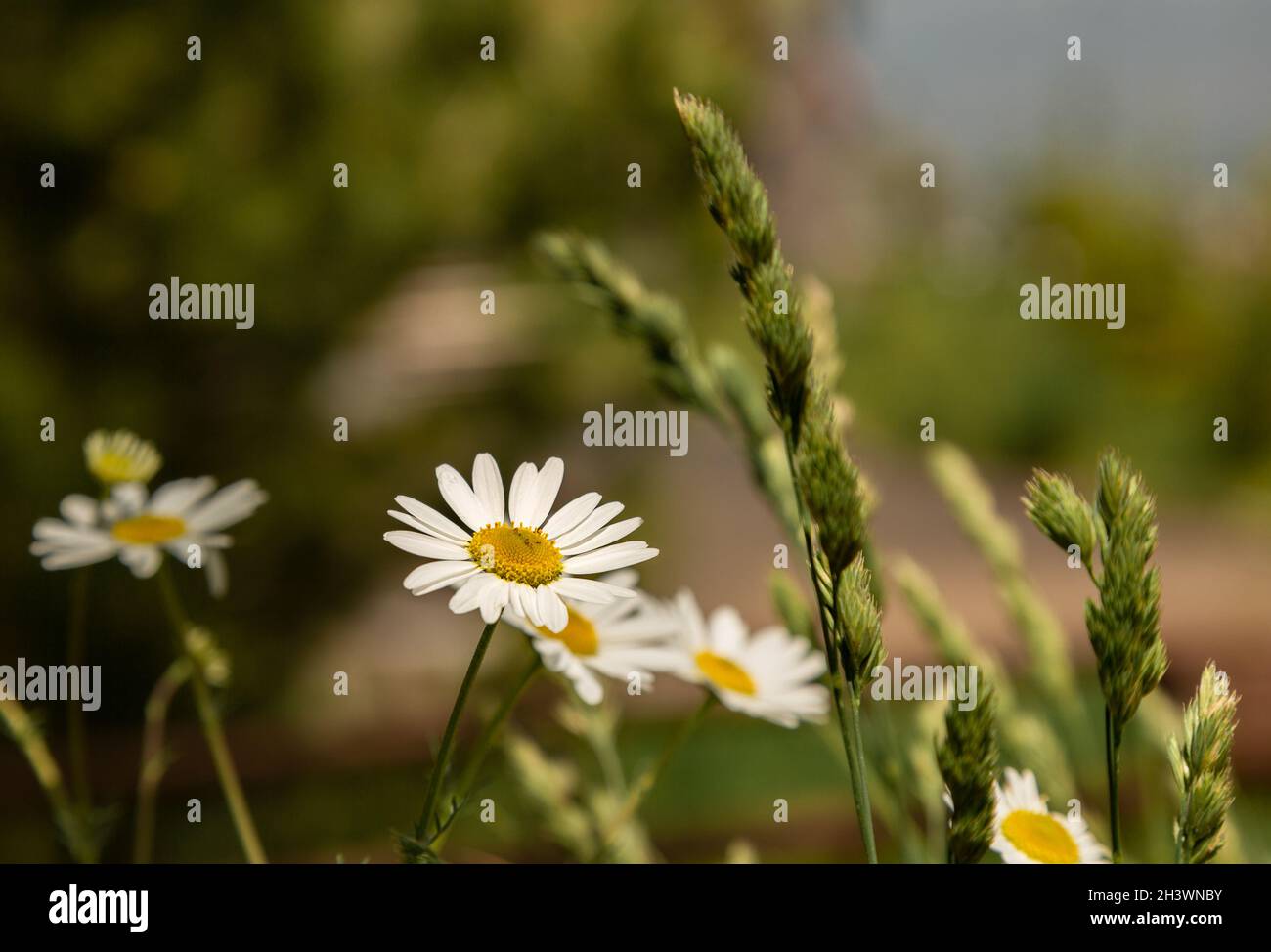 Selective focus daisy in nature that comes alive with the arrival of ...