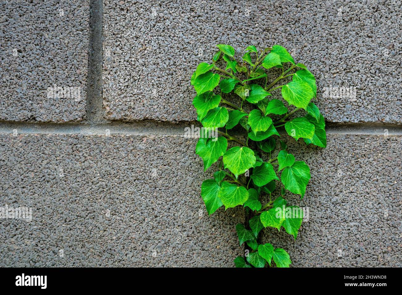 Green leave ivy covered concrete brick wall, texture background. Plant ...