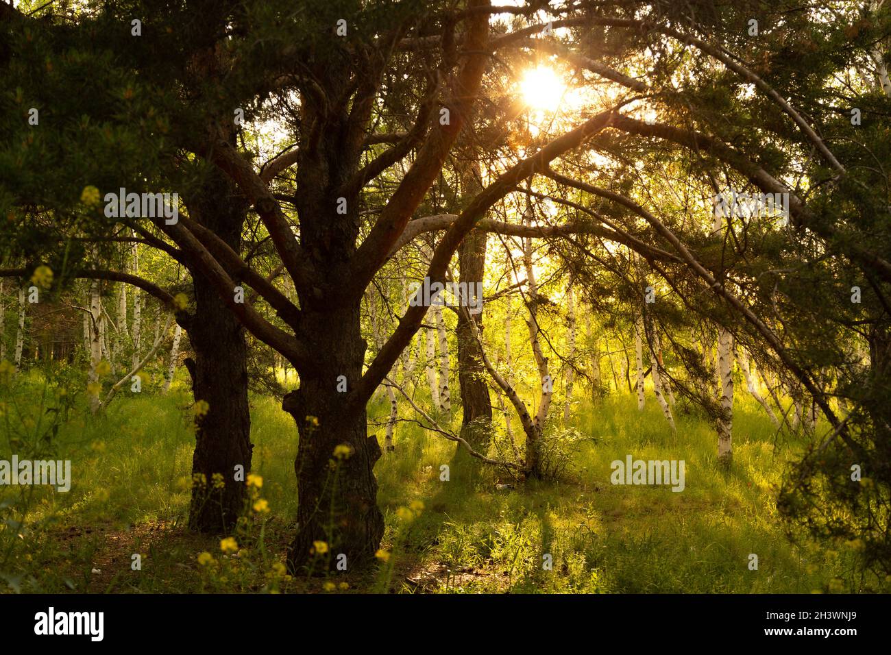 Beautiful scenery bright sun shining hi-res stock photography and ...