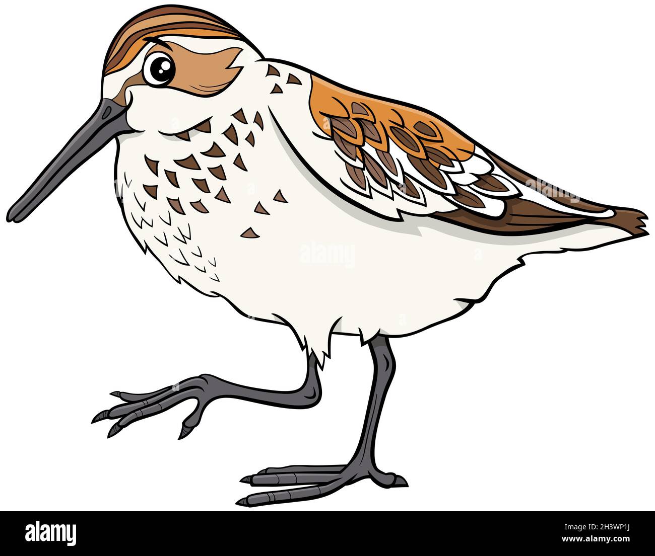 Sandpiper cartoon hi-res stock photography and images - Alamy