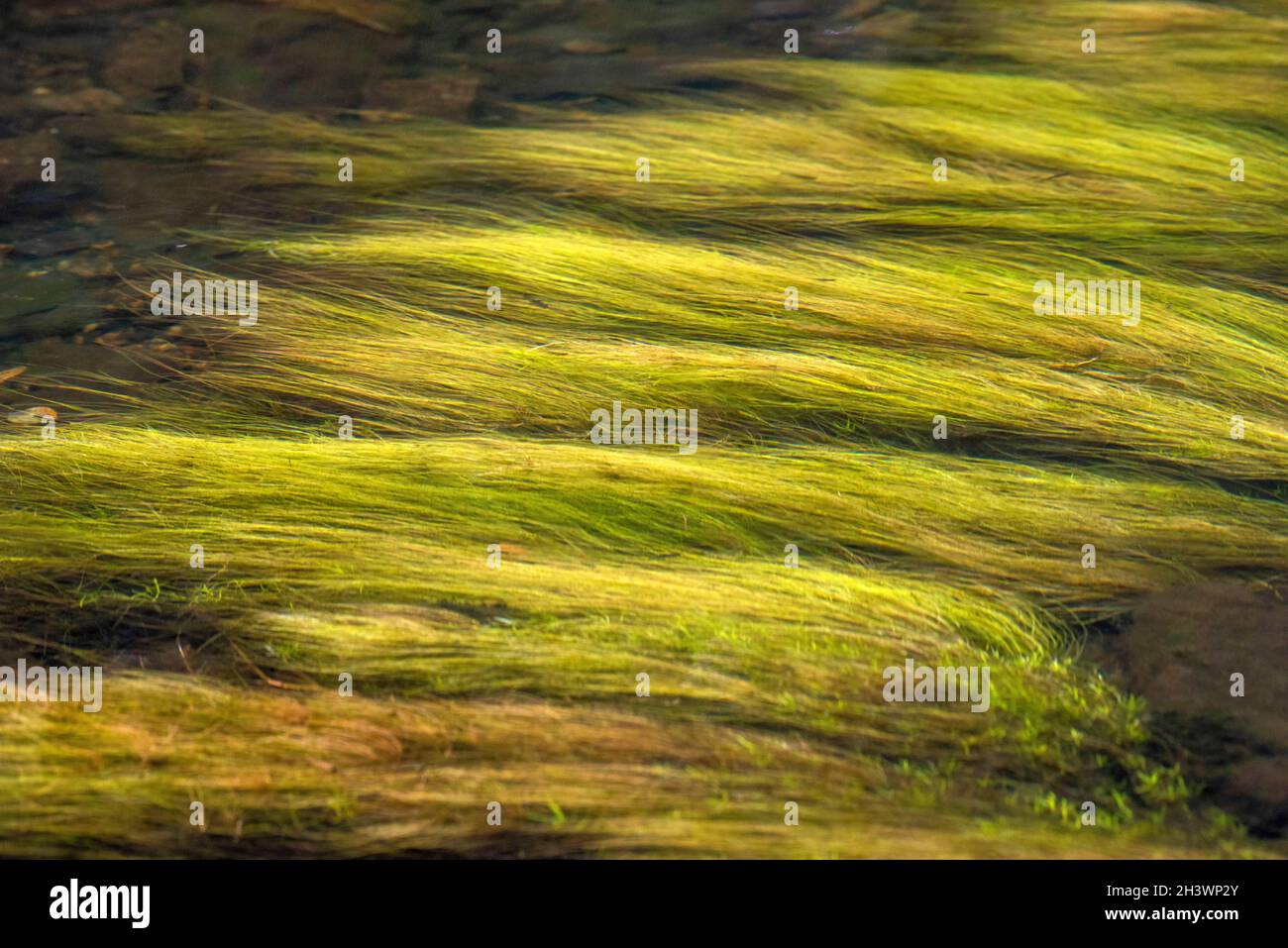 Grass beneath the surface of the water at Llyn Dinas, Gwynedd Snowdonia ...