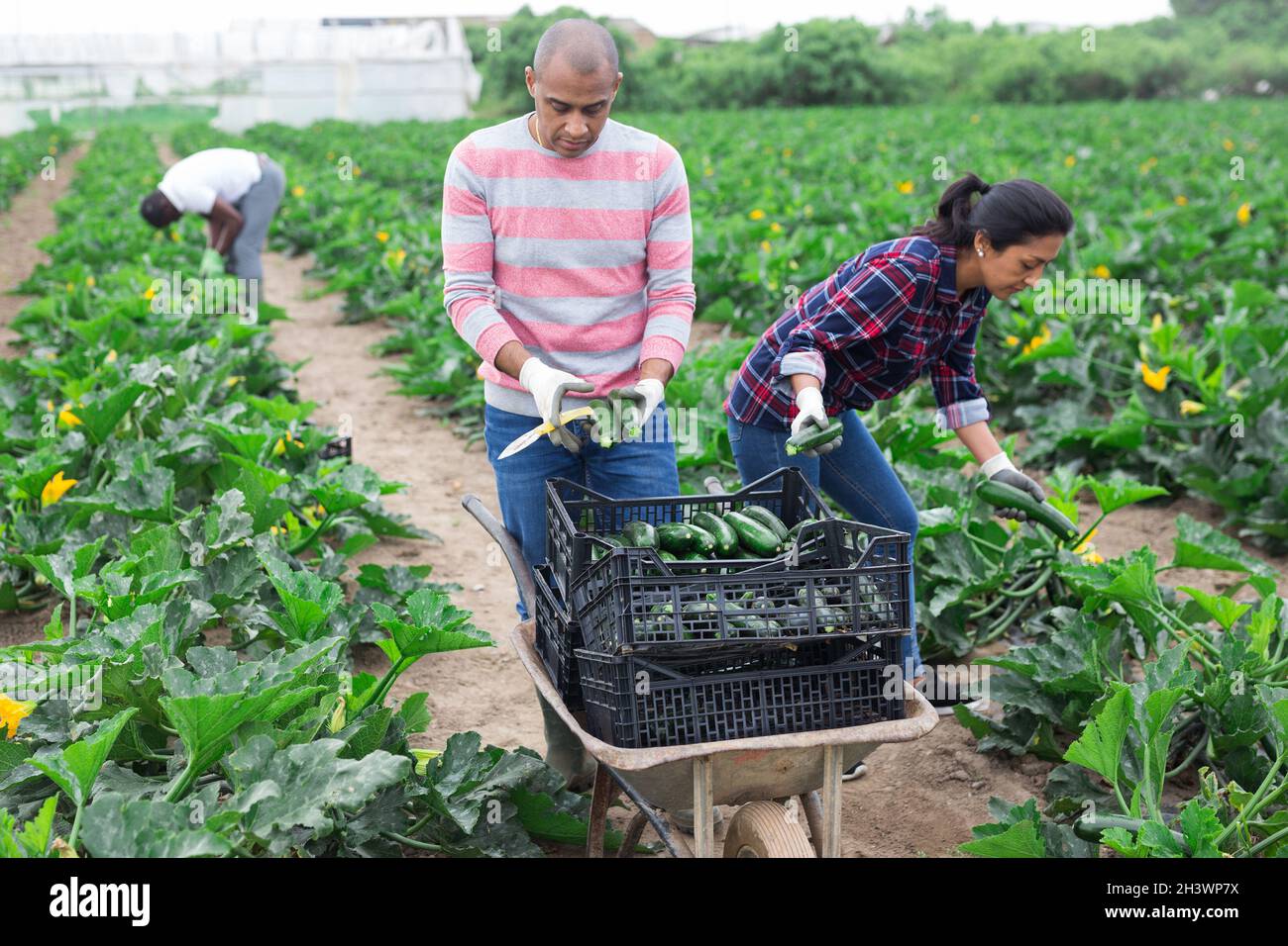 Hispanic farm family gathering crop of green courgettes Stock Photo - Alamy