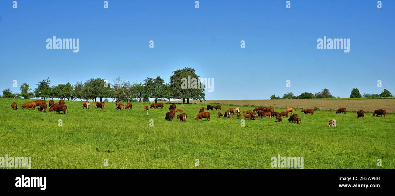 Herd beef cows grazing hi-res stock photography and images - Alamy