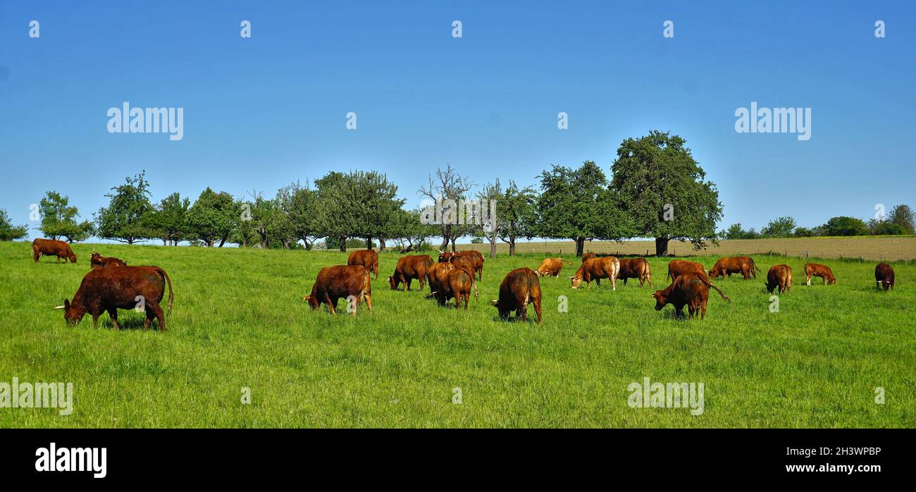 Grazing cattle, herd of cows Stock Photo - Alamy