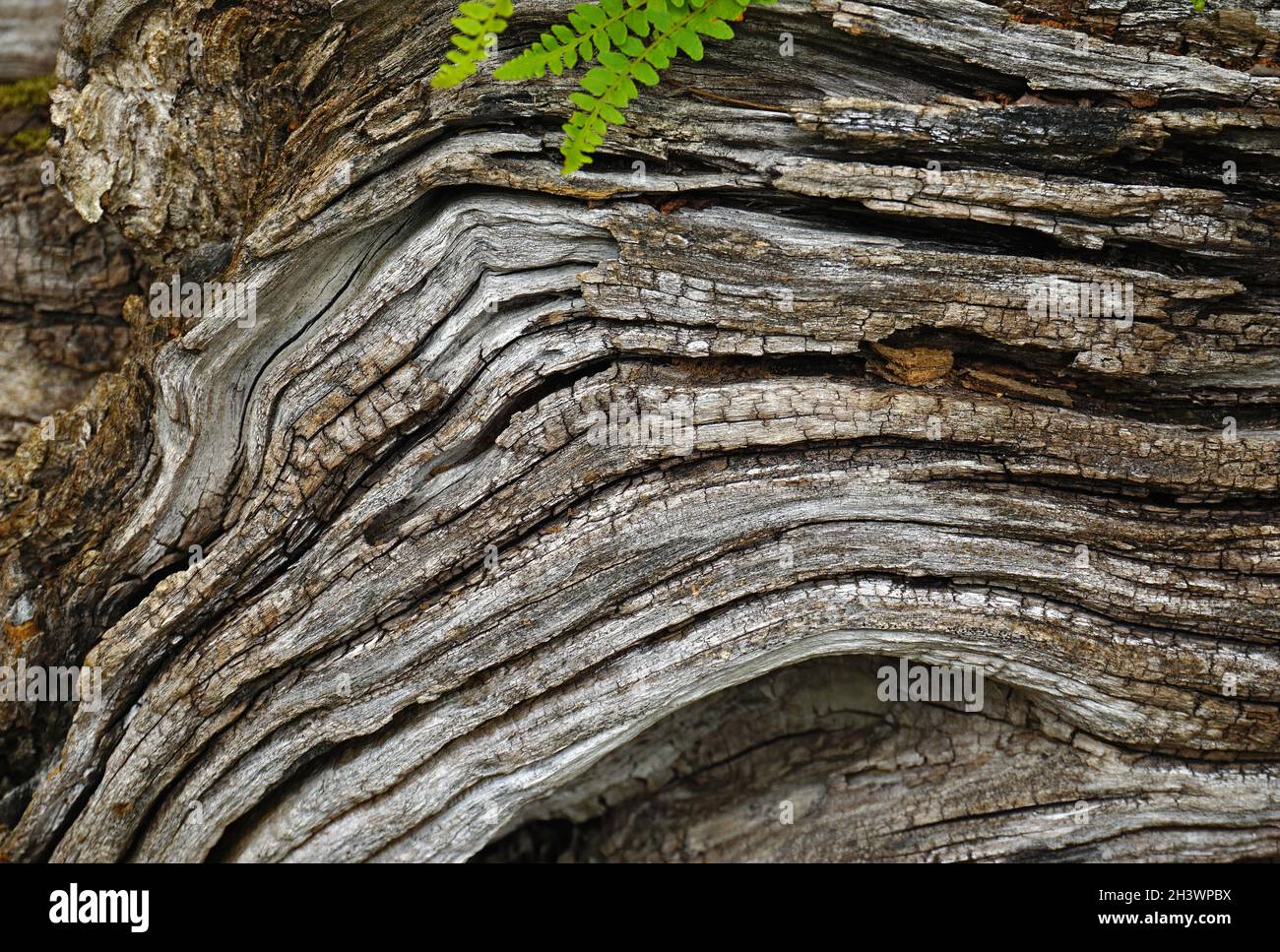 Weathered trees hi-res stock photography and images - Alamy