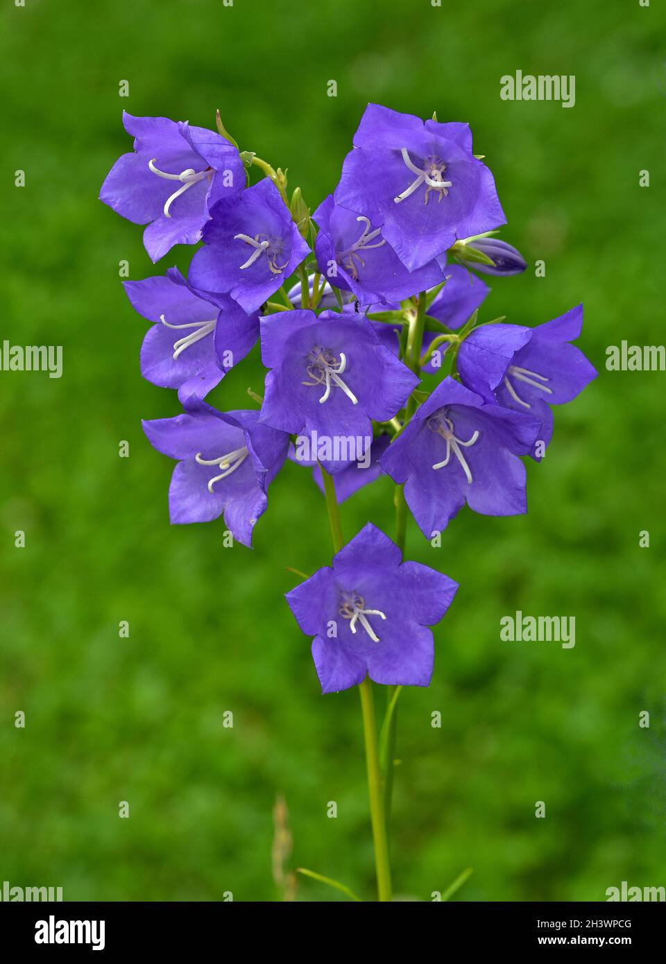 Paper bellflower campanula persicifolia hi-res stock photography and ...