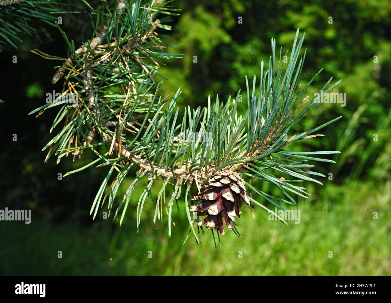 Scots pine pinus sylvestris fruits hi-res stock photography and images ...