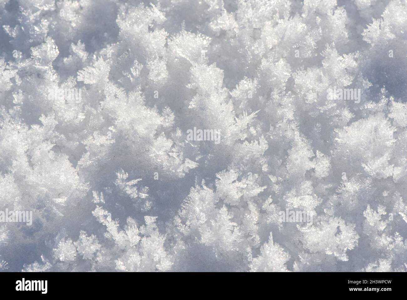 Neuschnee im Detail Stock Photo - Alamy
