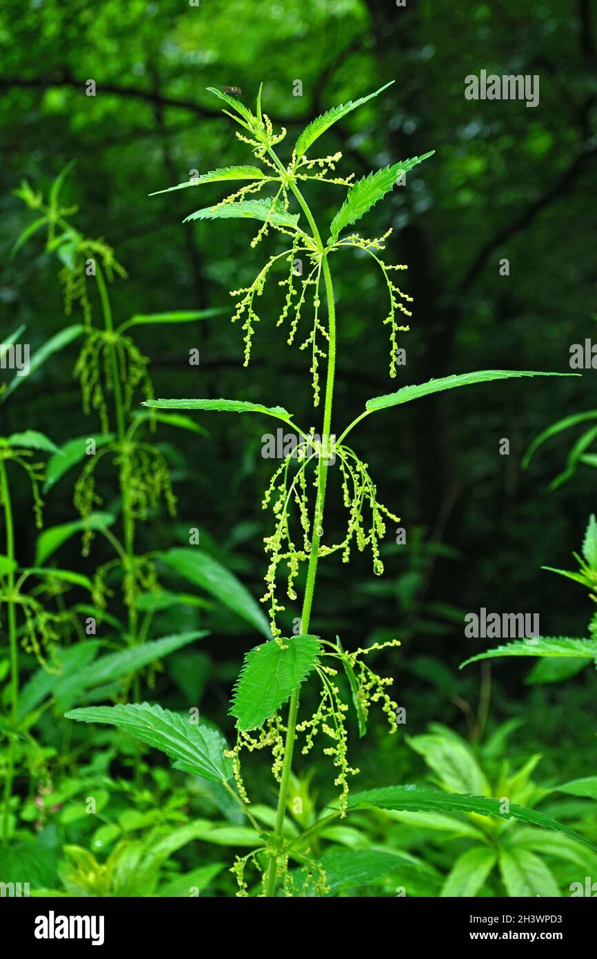 Common nettle, stinging nettle Stock Photo - Alamy