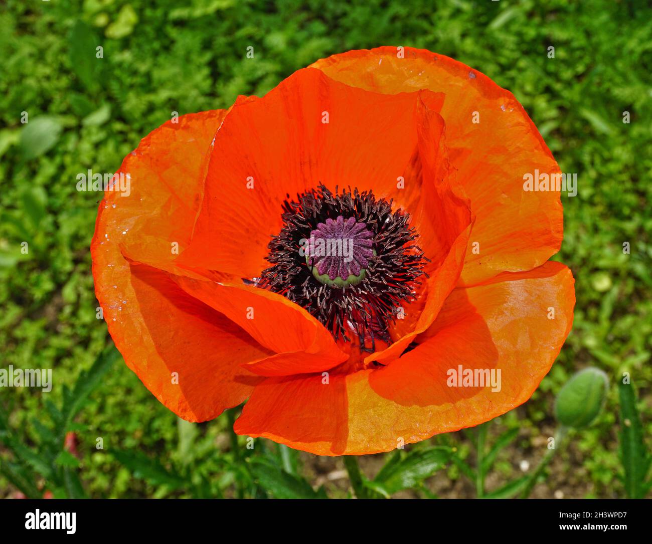 Corn poppy, field poppy, corn rose, red poppy Stock Photo - Alamy
