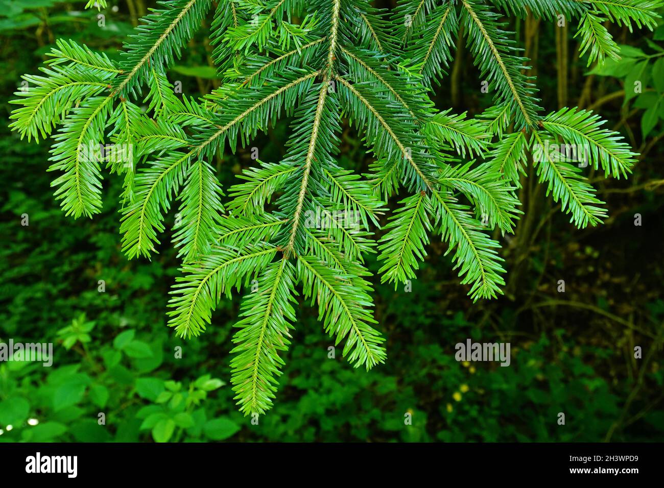 Young white fir trees hi-res stock photography and images - Alamy