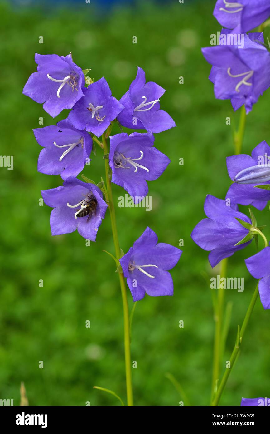 Paper bellflower campanula persicifolia hi-res stock photography and ...