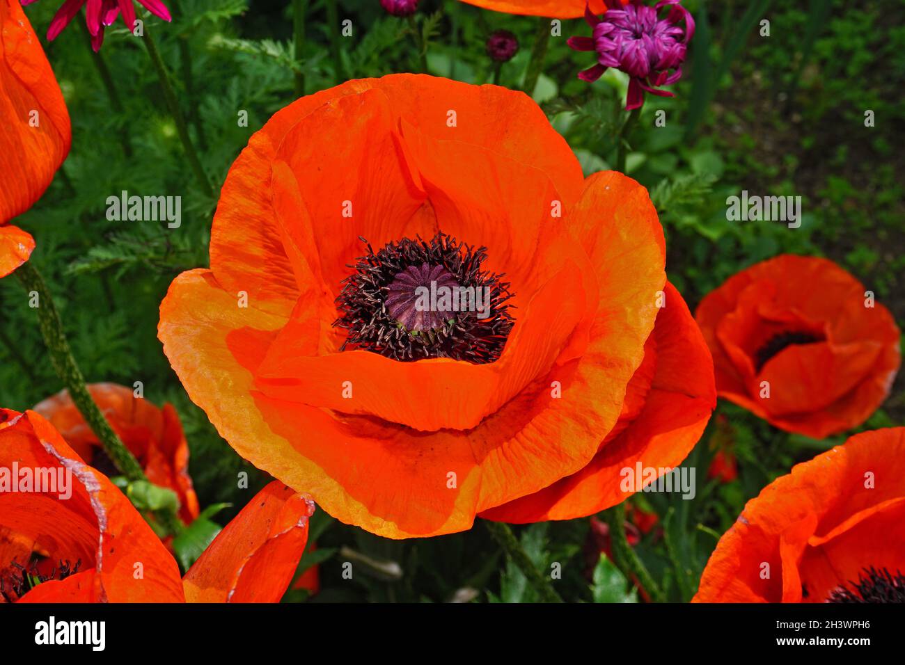 Corn poppy, field poppy, corn rose, red poppy Stock Photo - Alamy