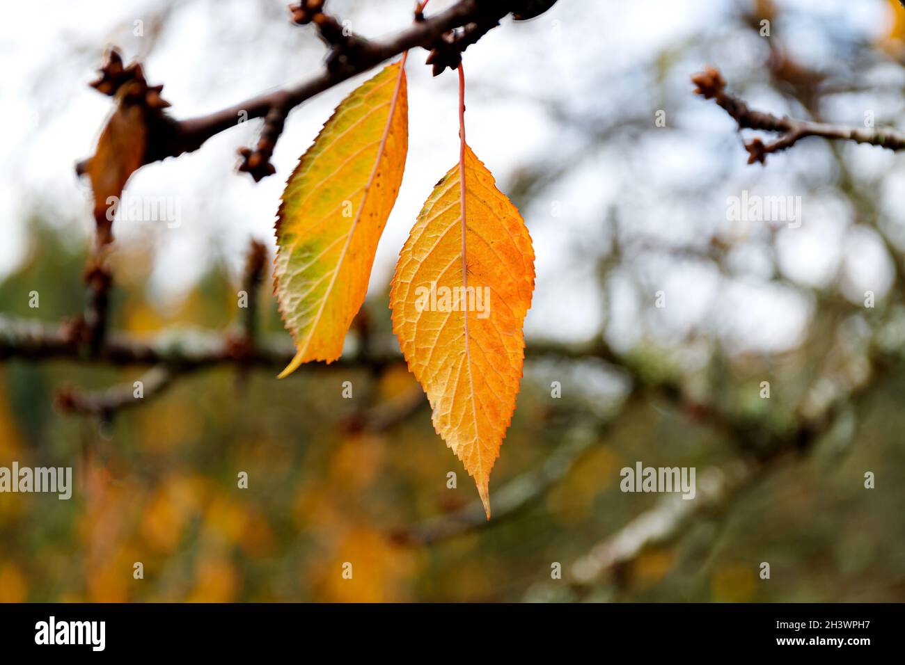 Autumn forest background. Vibrant color tree, red orange foliage in ...