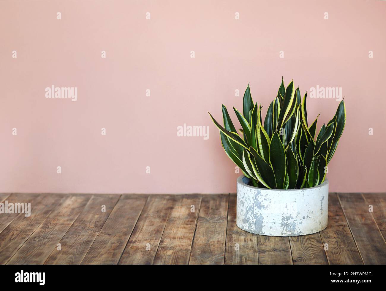 Sansevieria plant or Snake plant in pot home and garden concept ...