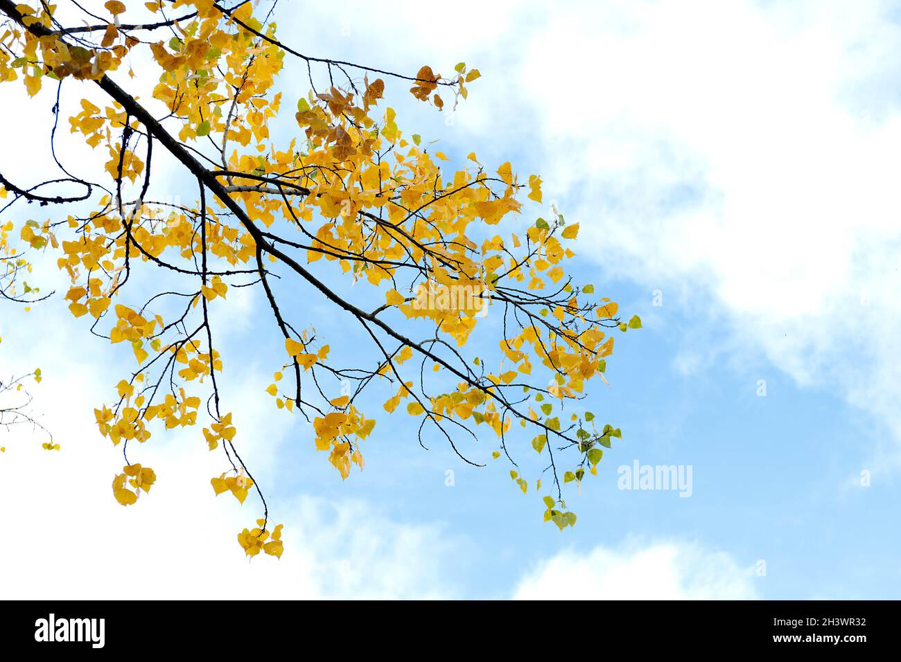 Autumn forest background. Vibrant color tree, red orange foliage in ...
