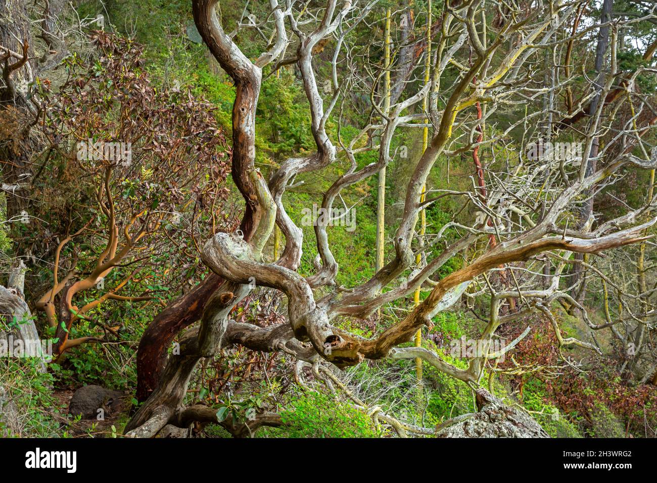 Madrona point hi-res stock photography and images - Alamy