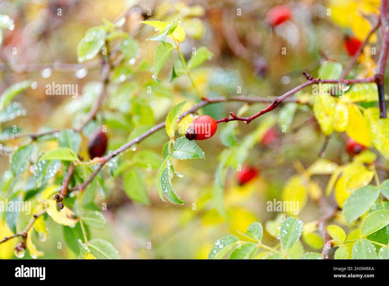 Healthy rose leaf hi-res stock photography and images - Alamy