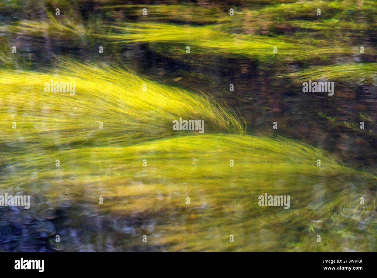 Grass beneath the surface of the water at Llyn Dinas, Gwynedd Snowdonia ...