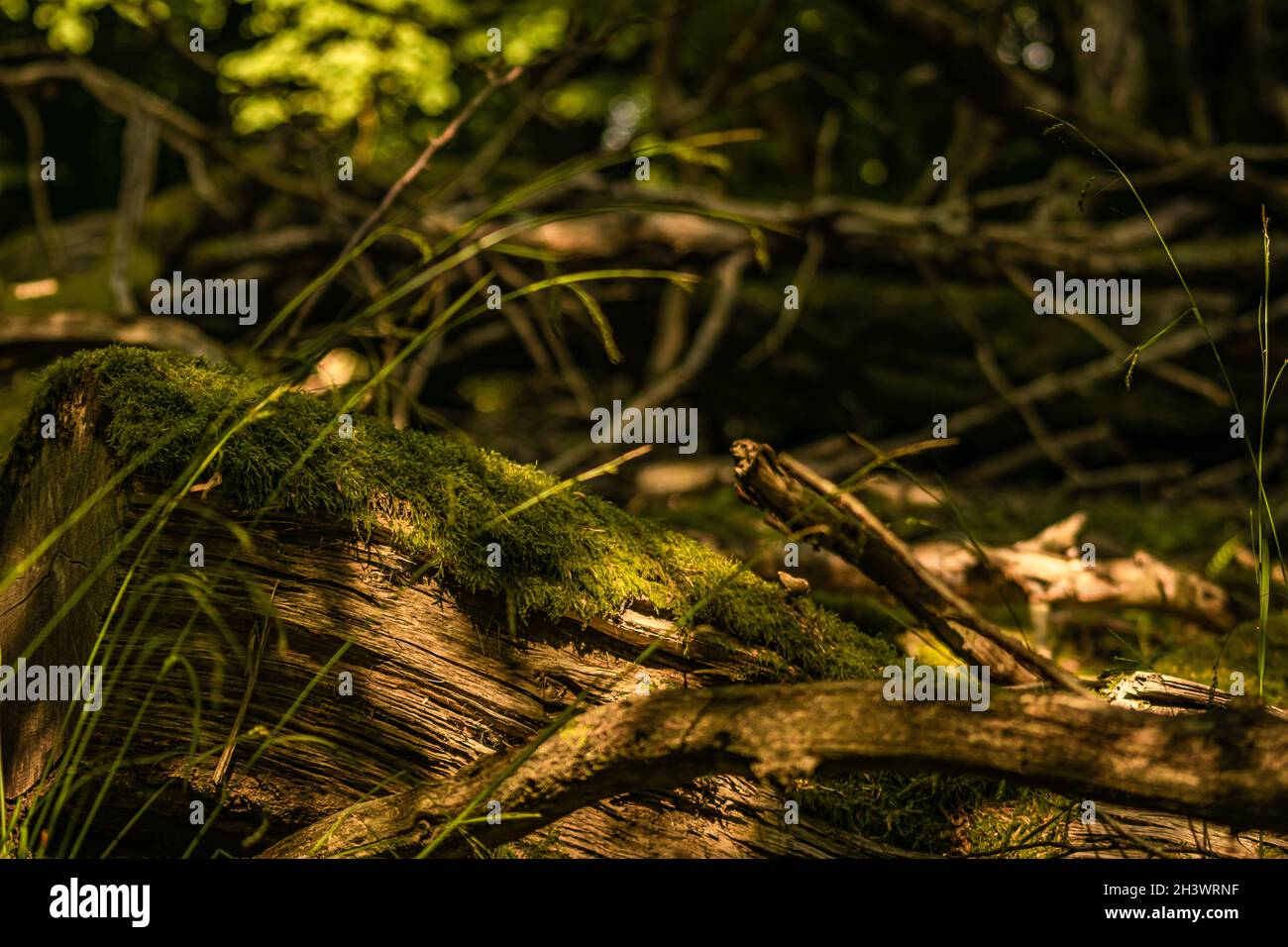Woodland greenery covered with moss fallen and rotting old tree Stock ...