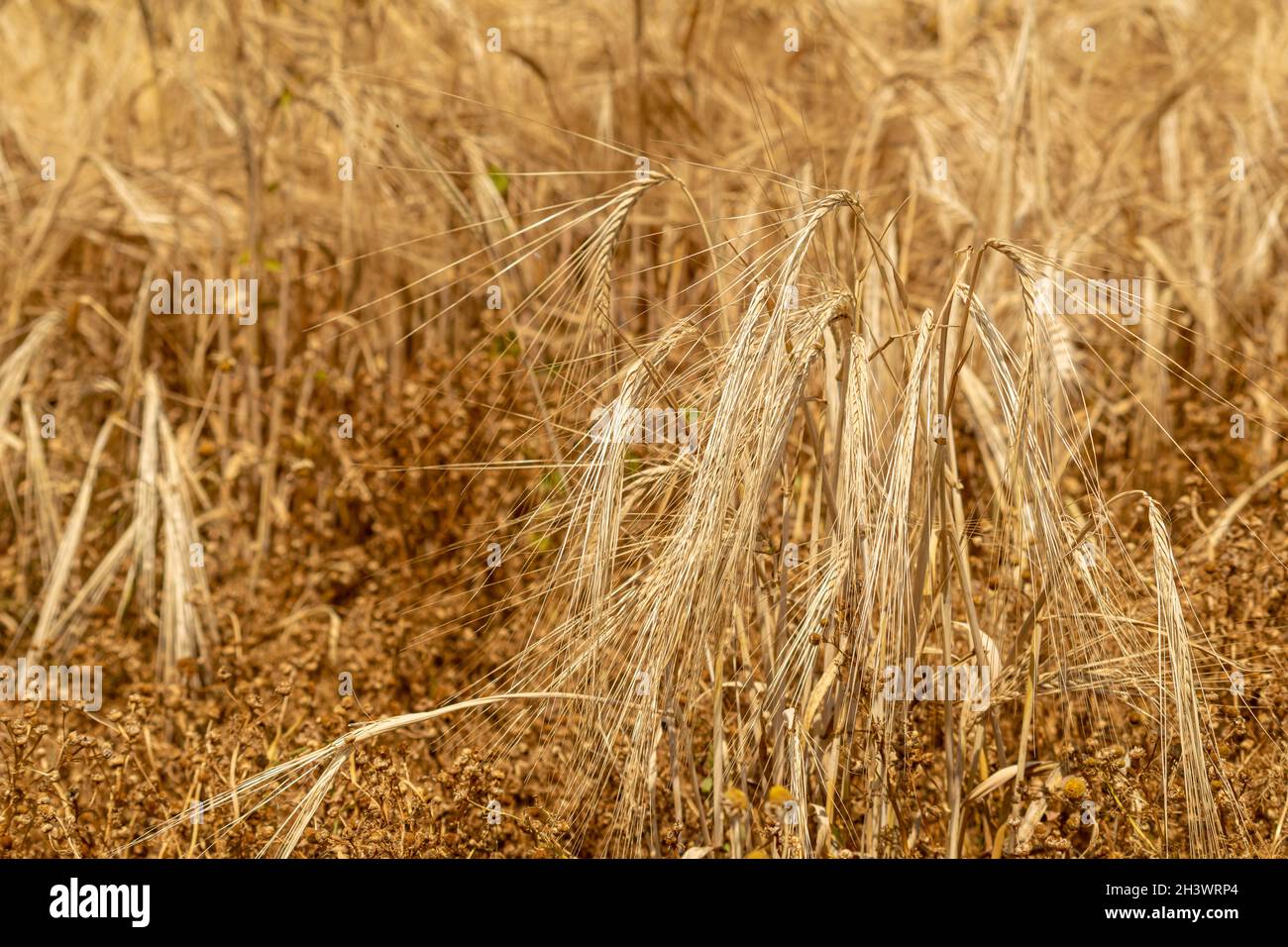 Closeup shot of a golden wheat spike Stock Photo - Alamy