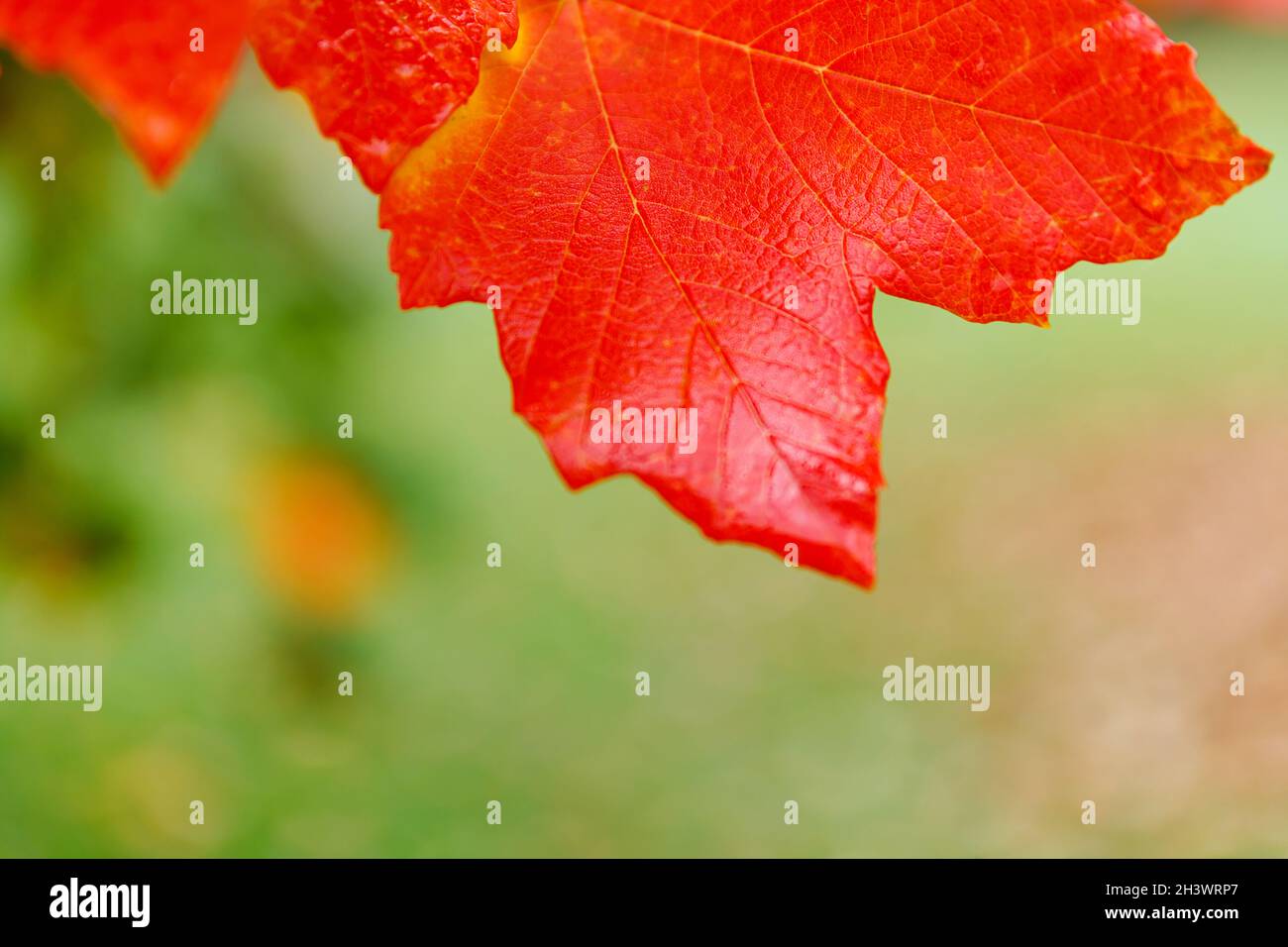 Autumn forest background. Vibrant color tree, red orange foliage in ...