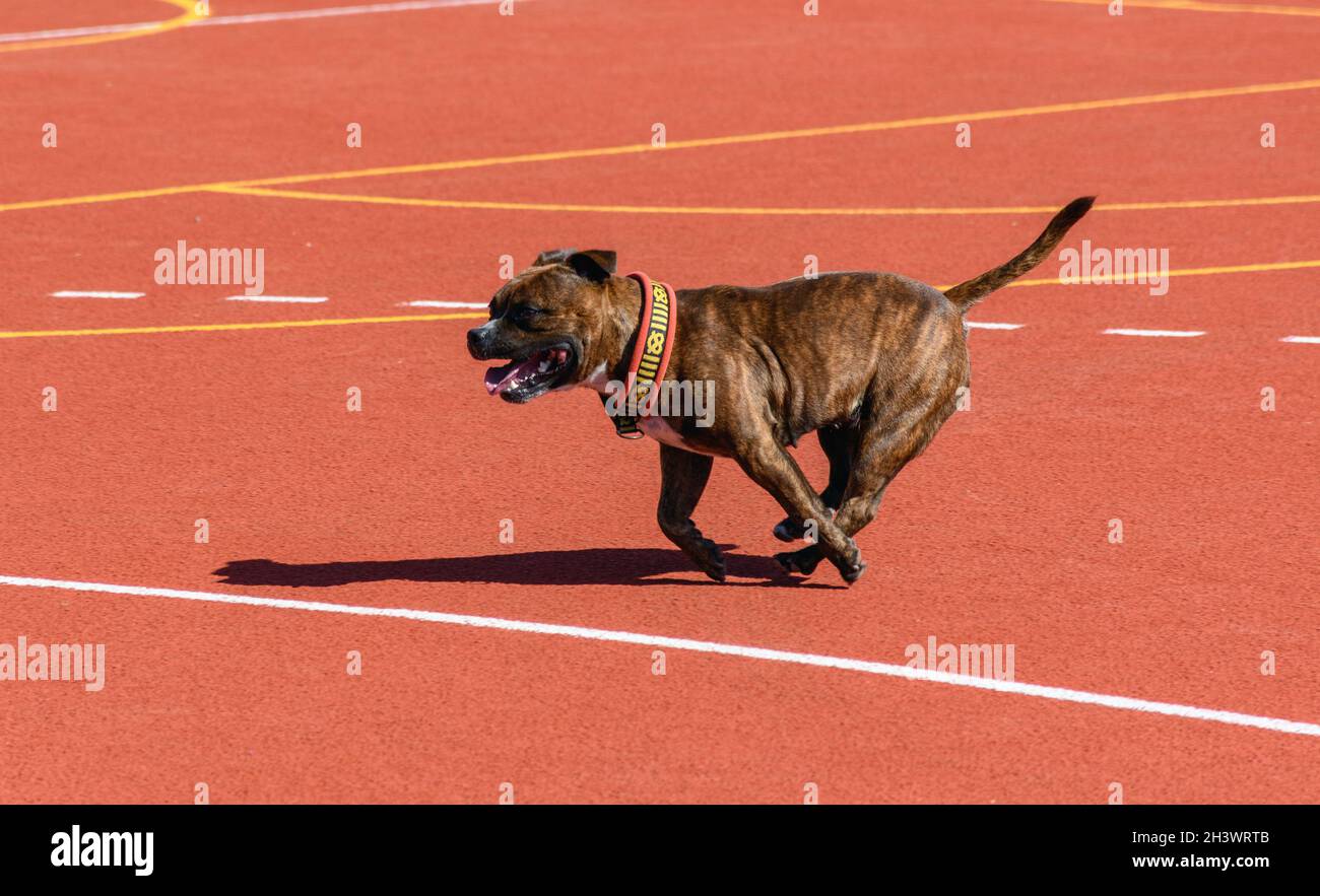 German boxer running at a sport stadium Stock Photo - Alamy