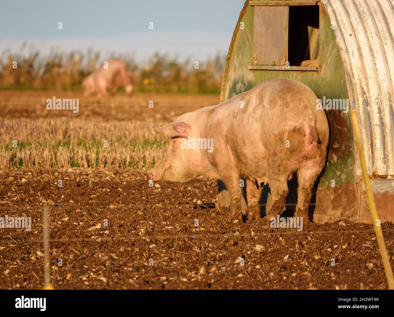 free range Danish landrace (Sus scrofa domesticus) pig at large on a ...