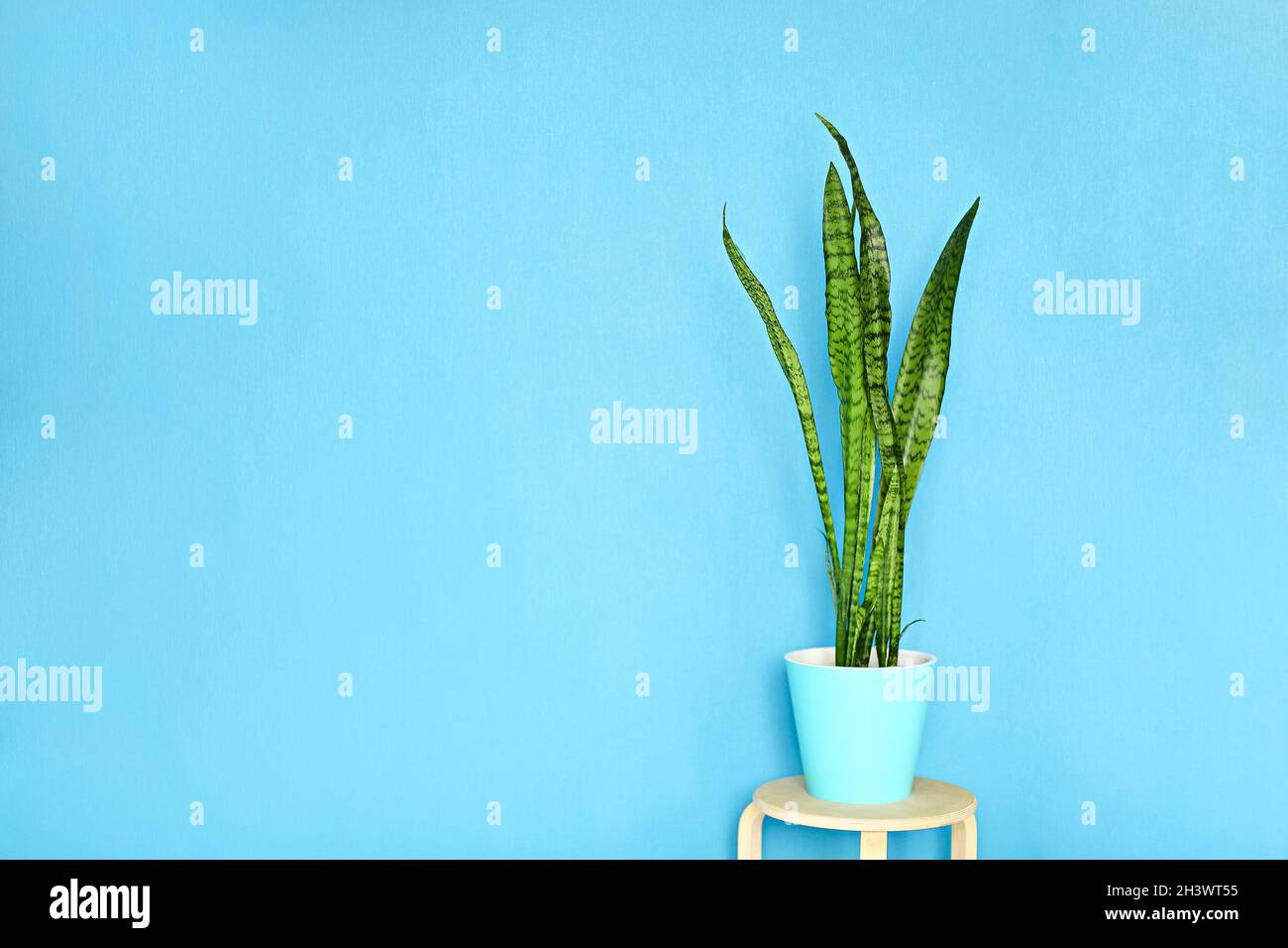 Sansevieria plant or Snake plant in pot home and garden concept ...