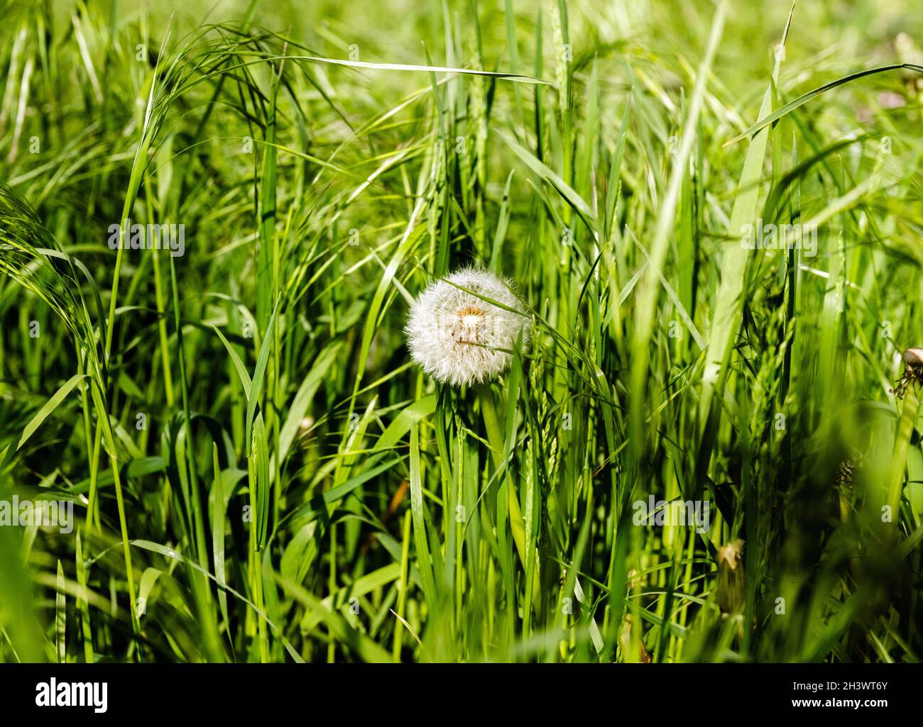 Fresh green grass with white fluffy dandelion Stock Photo - Alamy