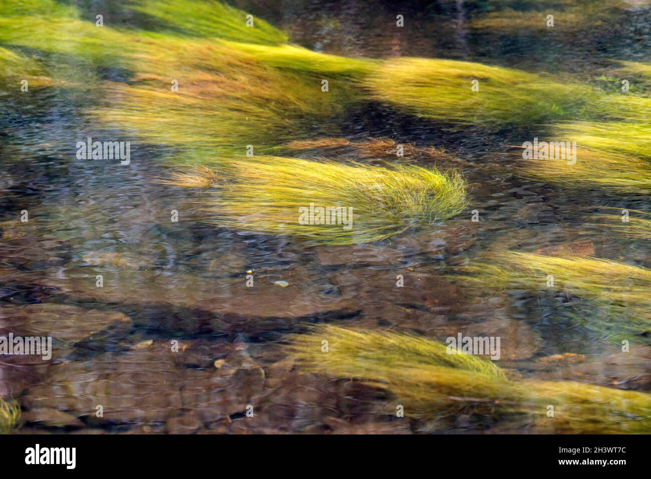 Grass beneath the surface of the water at Llyn Dinas, Gwynedd Snowdonia ...