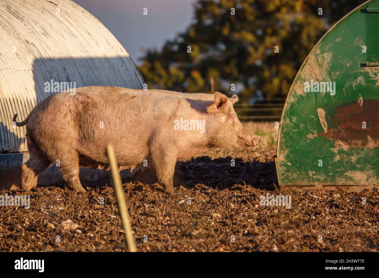 free range Danish landrace (Sus scrofa domesticus) pig at large on a ...