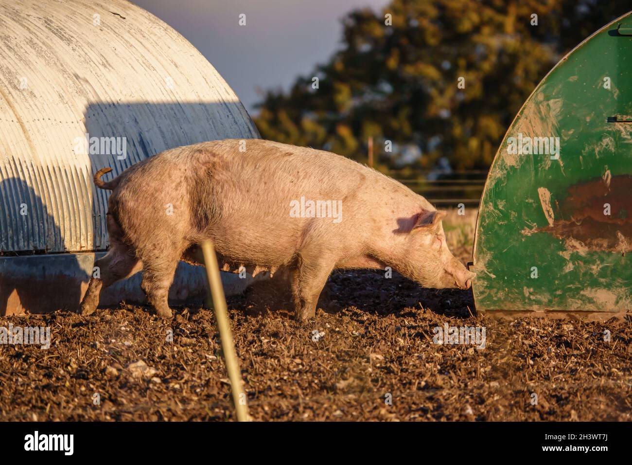free range Danish landrace (Sus scrofa domesticus) pig at large on a ...