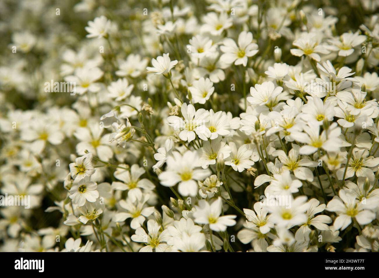 White wildflowers. Background view of white wildflowers blooming with ...