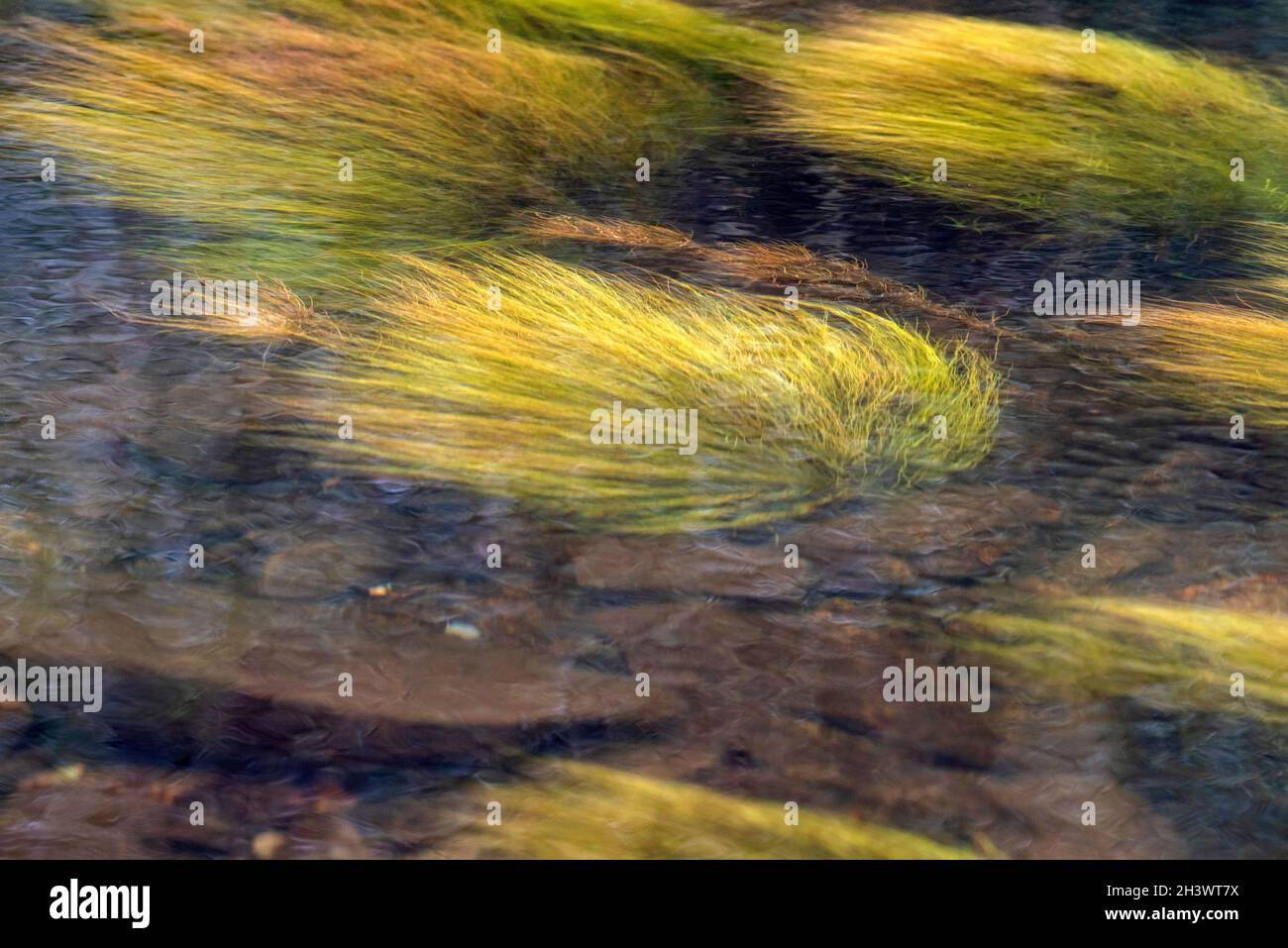 Grass beneath the surface of the water at Llyn Dinas, Gwynedd Snowdonia ...
