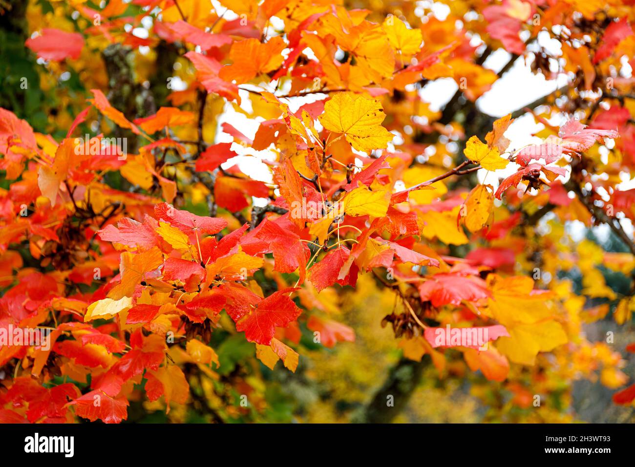 Autumn forest background. Vibrant color tree, red orange foliage in ...
