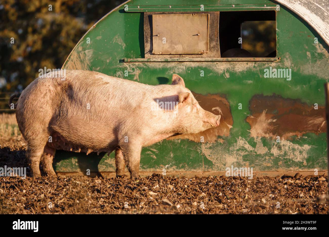 Danish landrace pig hi-res stock photography and images - Alamy