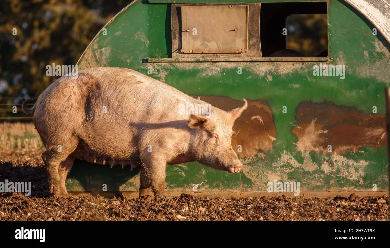 free range Danish landrace (Sus scrofa domesticus) pig at large on a ...