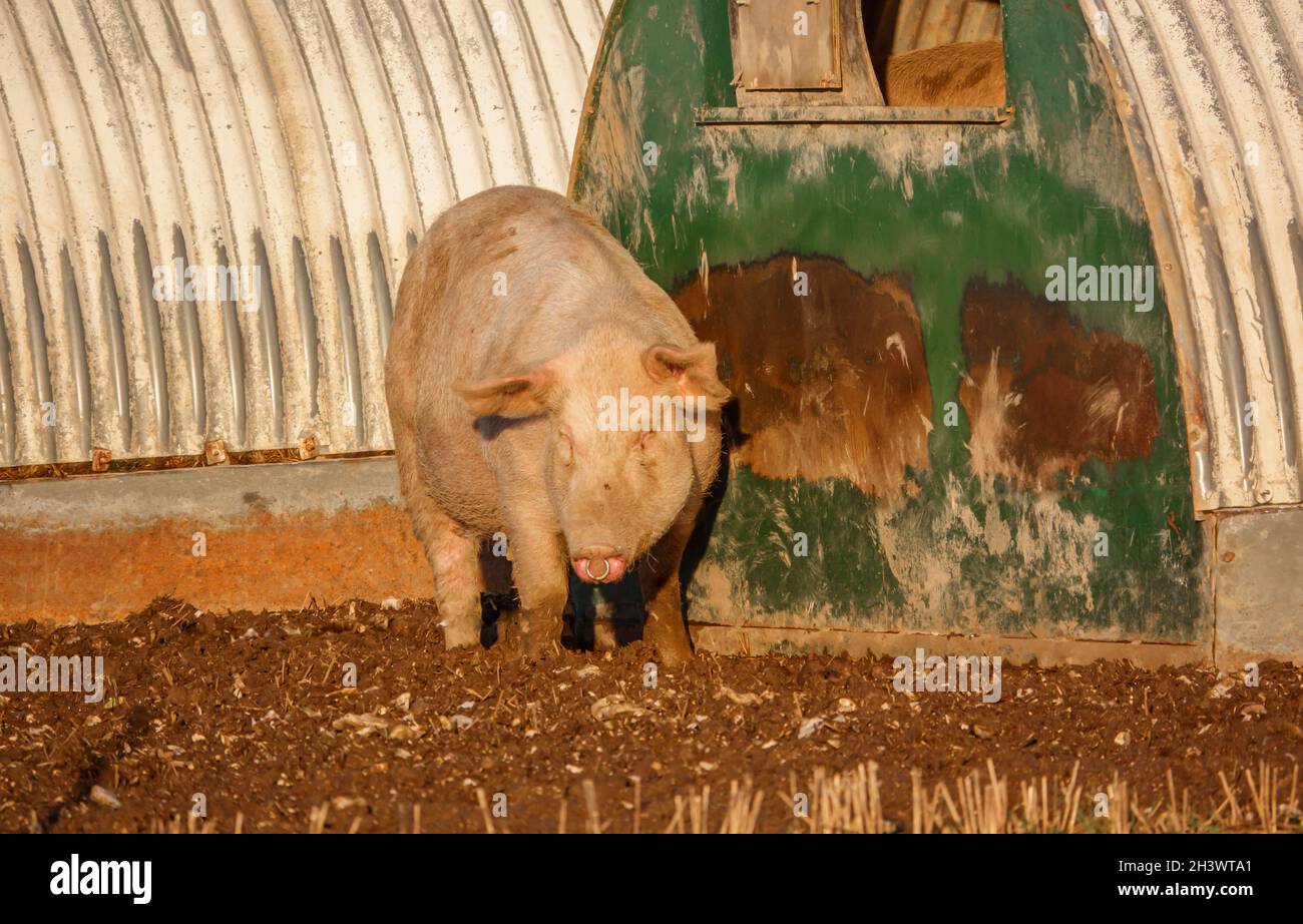 free range Danish landrace (Sus scrofa domesticus) pig at large on a ...